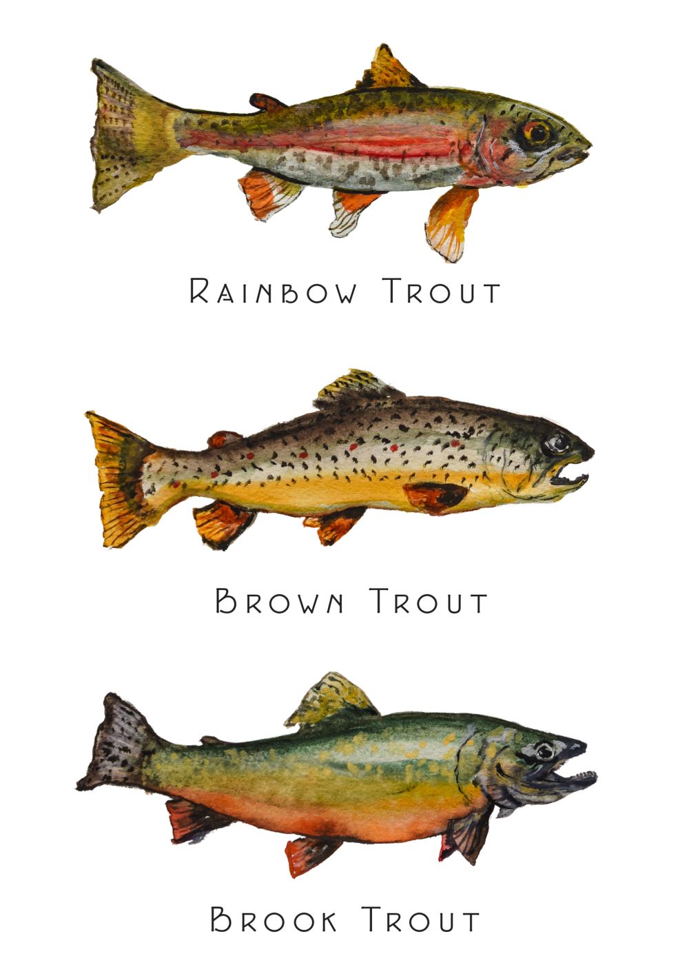 Wildlife and Sealife - Greeting Cards – Lindenbrook Shoppe